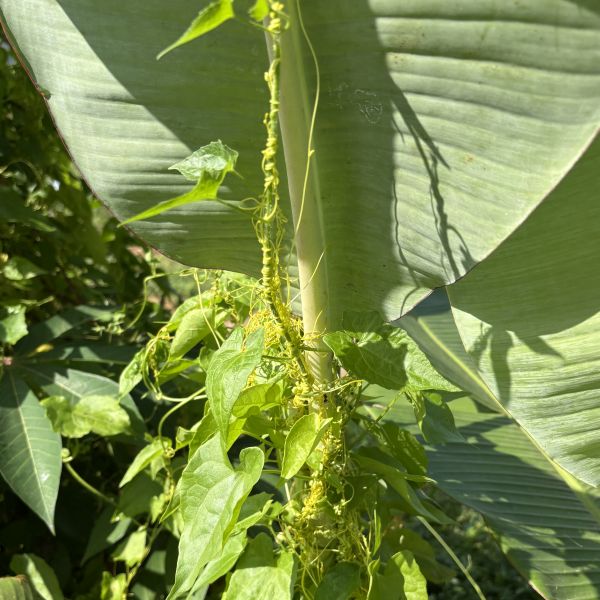 Cuscuta pentagona | Fiveangled dodder - Invasive weeds | Wild plants