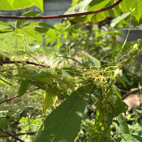 Cuscuta pentagona | Fiveangled dodder - Invasive weeds | Wild plants