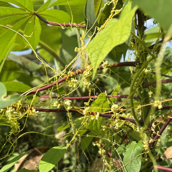 Cuscuta pentagona | Fiveangled dodder - Invasive weeds | Wild plants