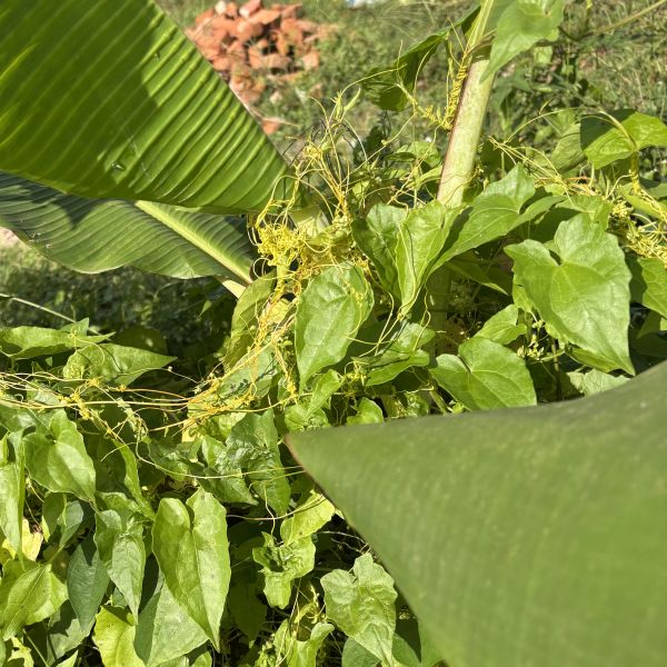 Cuscuta pentagona | Fiveangled dodder - Invasive weeds | Wild plants