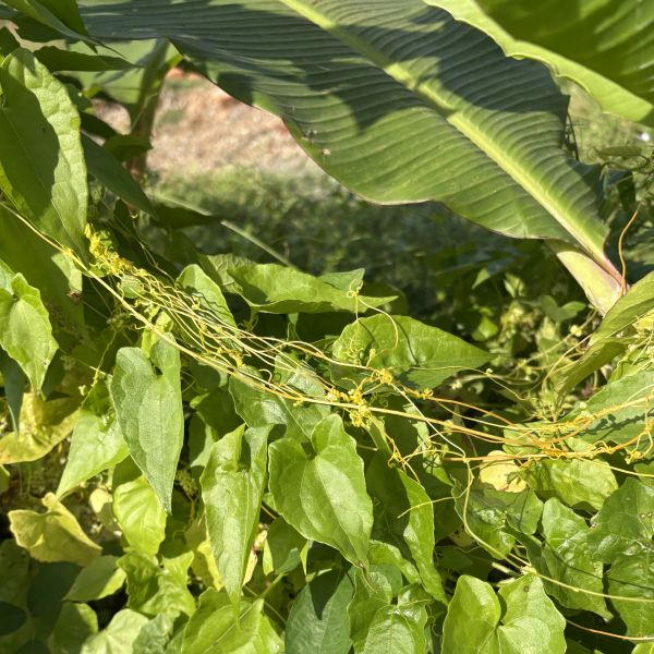Cuscuta pentagona | Fiveangled dodder - Invasive weeds | Wild plants