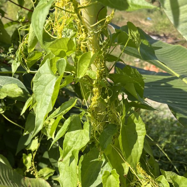 Cuscuta pentagona | Fiveangled dodder - Invasive weeds | Wild plants