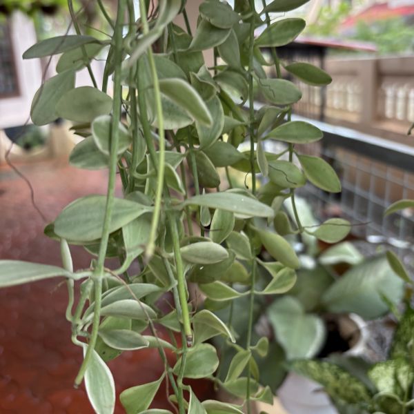 Dischidia oiantha | Dischidia - Hanging plants | Garden plants