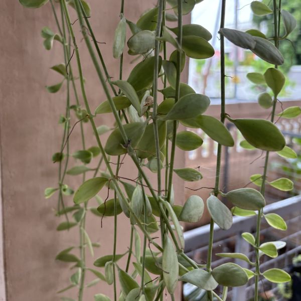 Dischidia oiantha | Dischidia - Hanging plants | Garden plants
