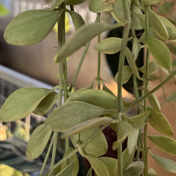 Dischidia oiantha | Dischidia - Hanging plants | Garden plants
