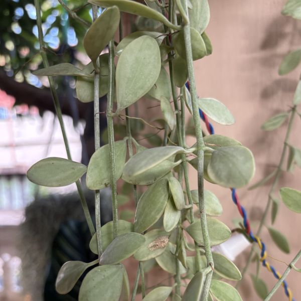 Dischidia oiantha | Dischidia - Hanging plants | Garden plants