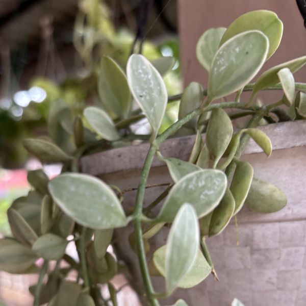 Dischidia oiantha | Dischidia - Hanging plants | Garden plants