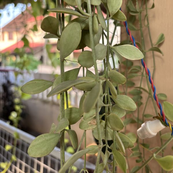 Dischidia oiantha | Dischidia - Hanging plants | Garden plants