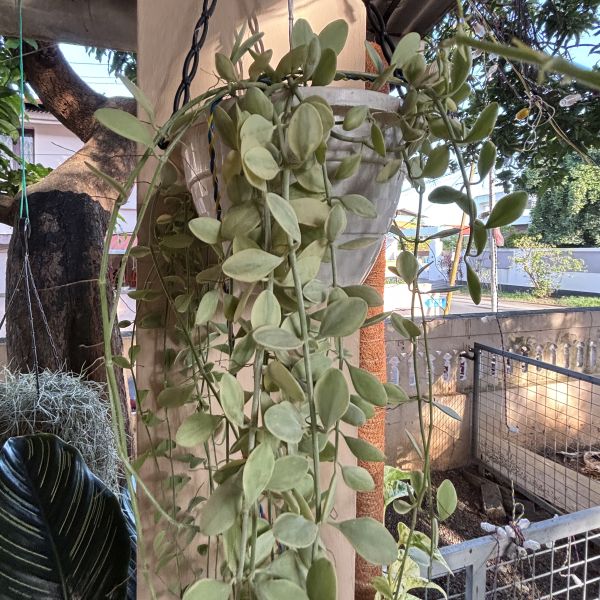 Dischidia oiantha | Dischidia - Hanging plants | Garden plants