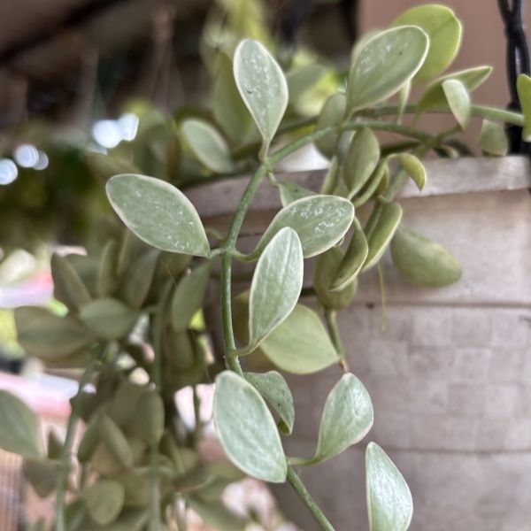 Dischidia oiantha | Dischidia - Hanging plants | Garden plants
