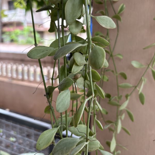 Dischidia oiantha | Dischidia - Hanging plants | Garden plants