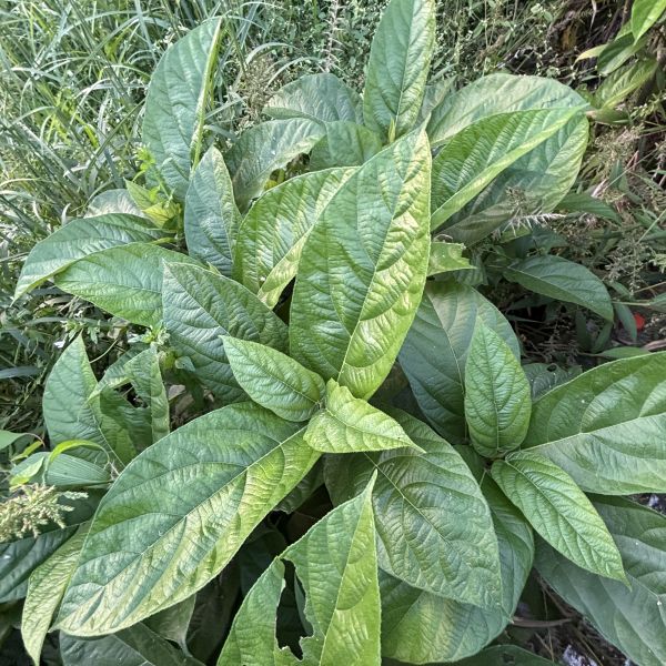 Ficus hispida: Rough-leaved fig