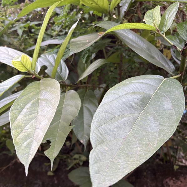 Ficus hispida: Rough-leaved fig