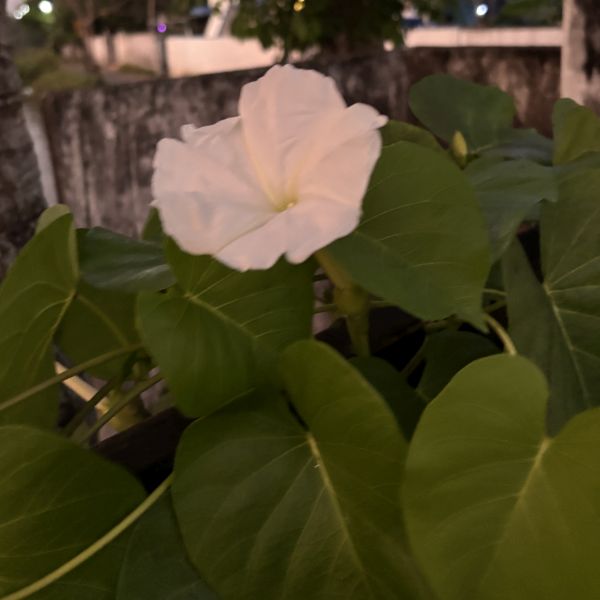 Ipomoea violacea | Beach moonflower - Flowering garden plants