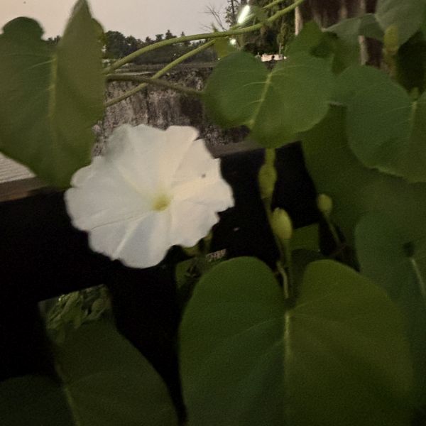 Ipomoea violacea | Beach moonflower - Flowering garden plants