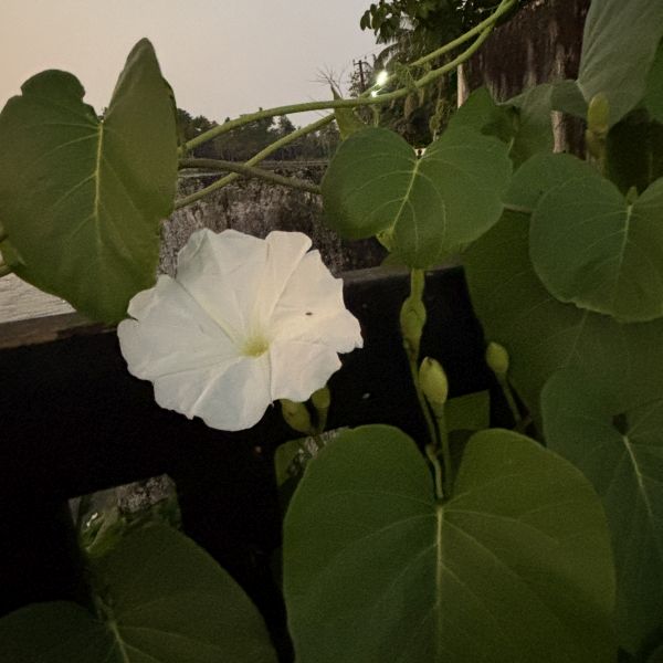 Ipomoea violacea | Beach moonflower - Flowering garden plants