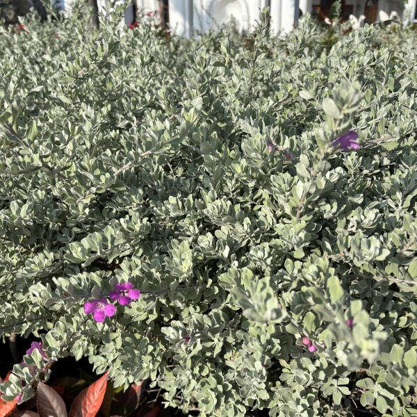 Leucophyllum frutescens | Texas ranger - Flowering plants