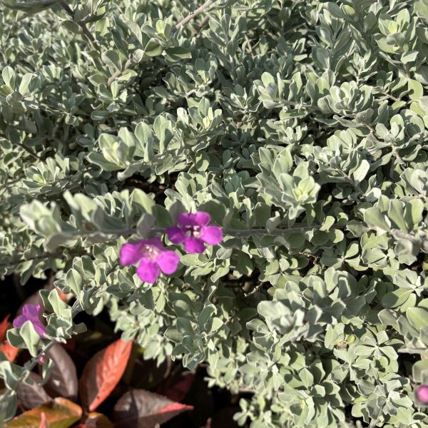 Leucophyllum frutescens | Texas ranger - Flowering plants