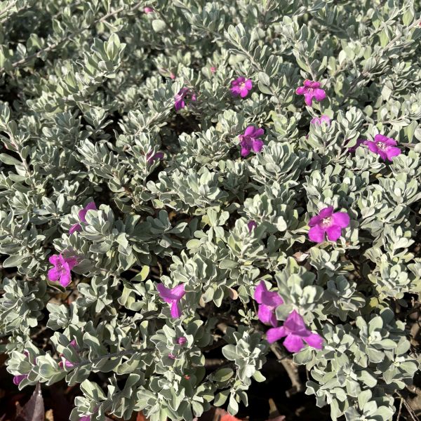 Leucophyllum frutescens | Texas ranger - Flowering plants