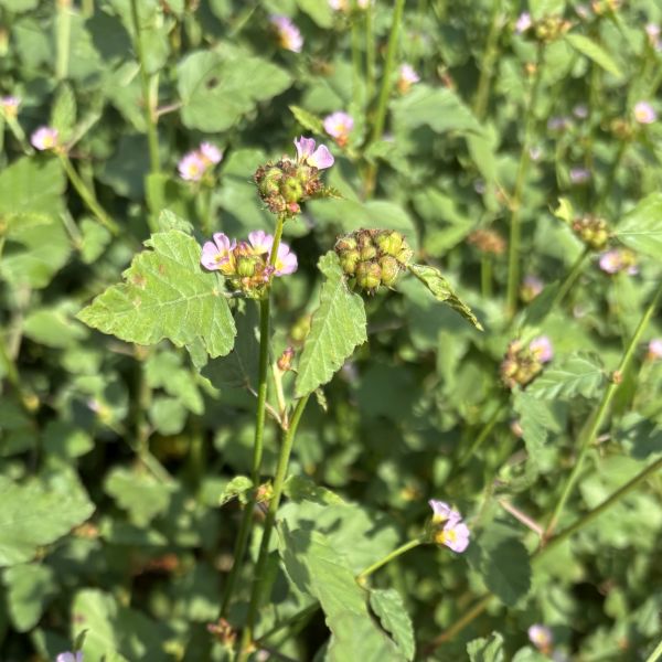 Melochia corchorifolia | Chocolate weed - Indian weeds | Wild plants