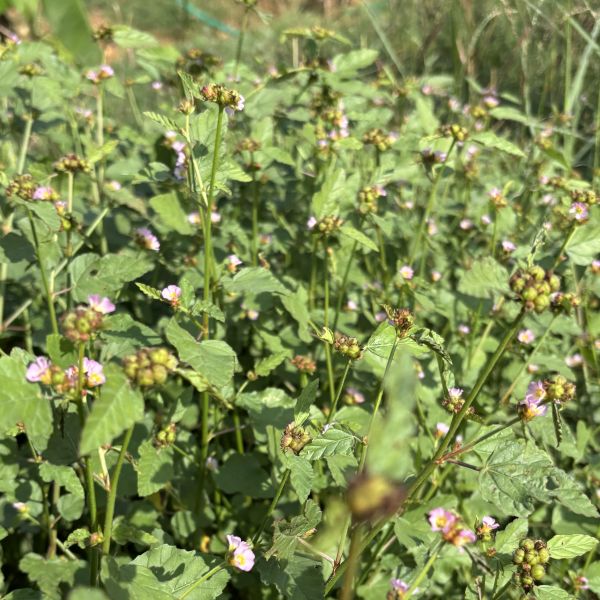Melochia corchorifolia | Chocolate weed - Indian weeds | Wild plants