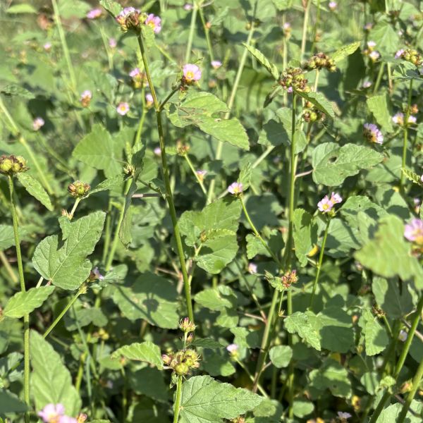 Melochia corchorifolia | Chocolate weed - Indian weeds | Wild plants