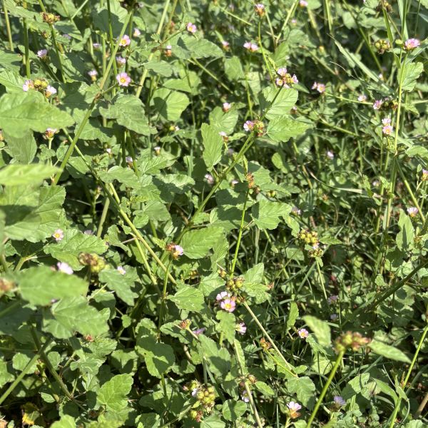 Melochia corchorifolia | Chocolate weed - Indian weeds | Wild plants