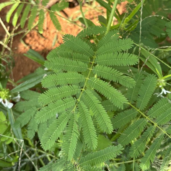 Mimosa diplotricha | Giant sensitive plant - Wild plants | Invasive