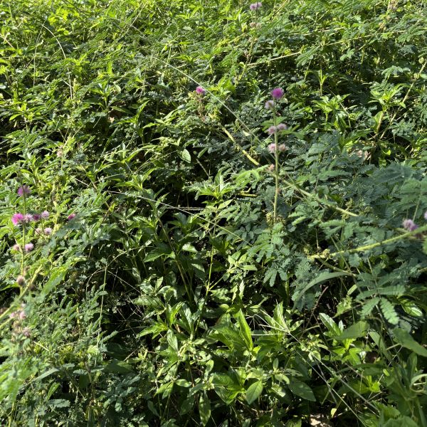 Mimosa diplotricha | Giant sensitive plant - Wild plants | Invasive