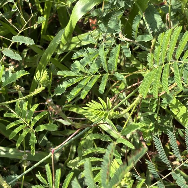 Mimosa diplotricha | Giant sensitive plant - Wild plants | Invasive