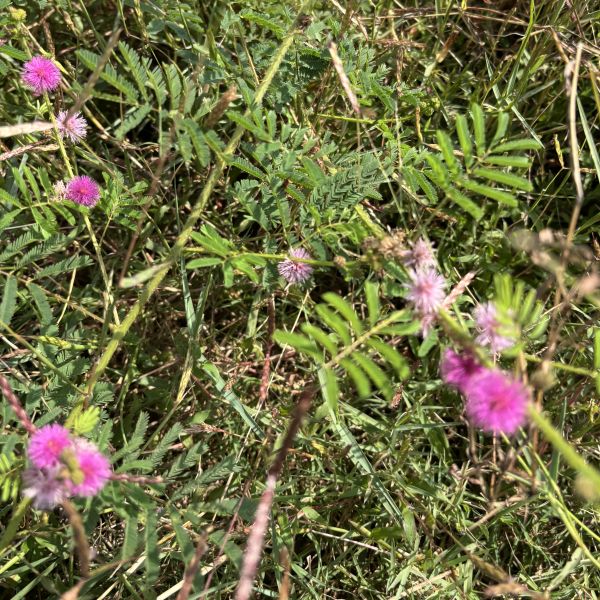 Mimosa diplotricha | Giant sensitive plant - Wild plants | Invasive