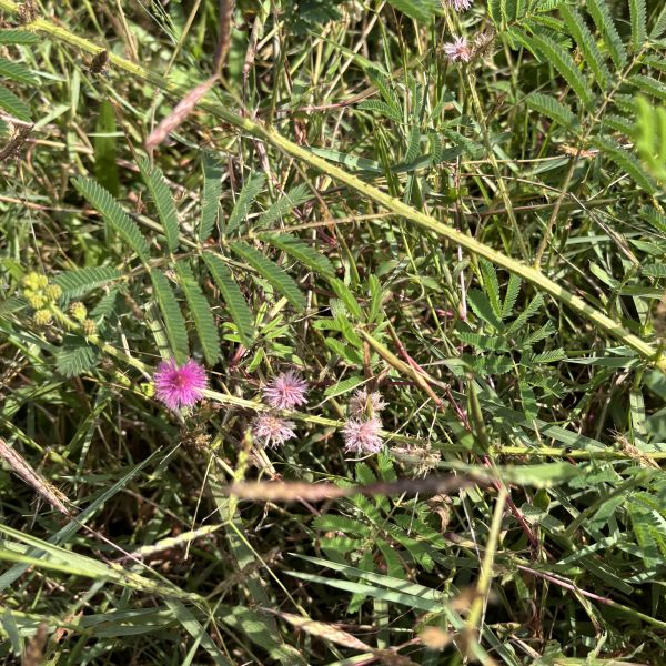 Mimosa diplotricha | Giant sensitive plant - Wild plants | Invasive