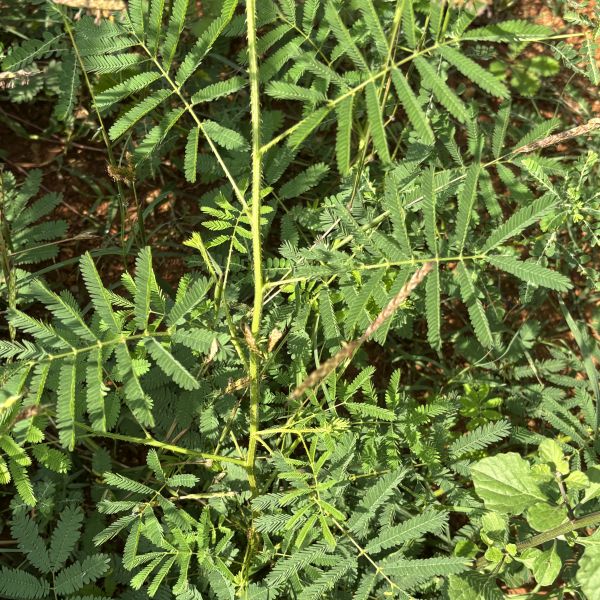 Mimosa diplotricha | Giant sensitive plant - Wild plants | Invasive