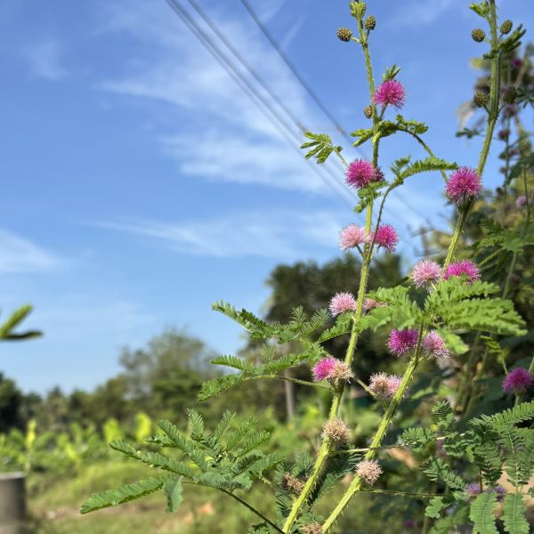 Mimosa diplotricha | Giant sensitive plant - Wild plants | Invasive