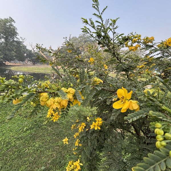 Senna surattensis | Surat Senna - Indian plants | Flowering plants