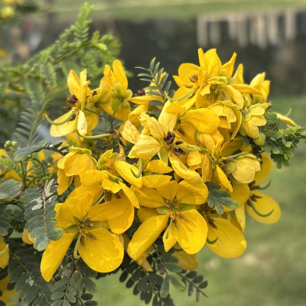 Senna surattensis | Surat Senna - Indian plants | Flowering plants