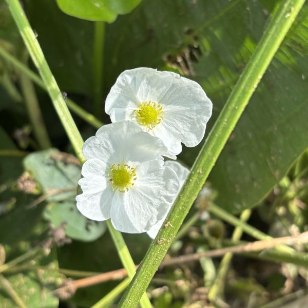 Echinodorus cordifoliu | Spade-leaf sword - Aquatic tropical plants