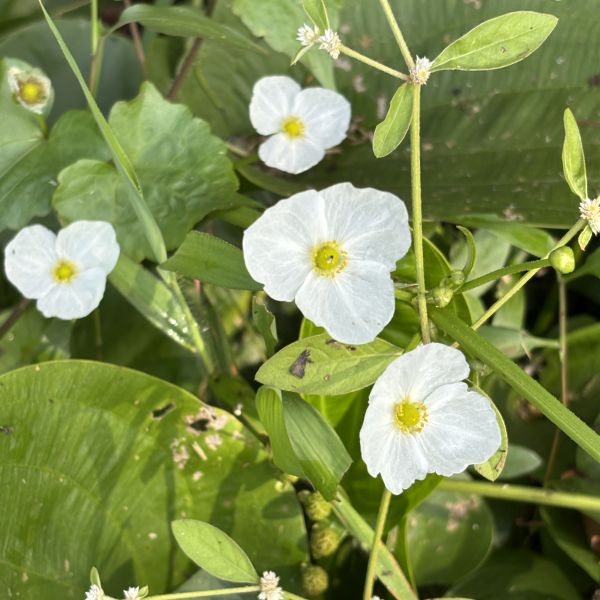 Echinodorus cordifoliu | Spade-leaf sword - Aquatic tropical plants