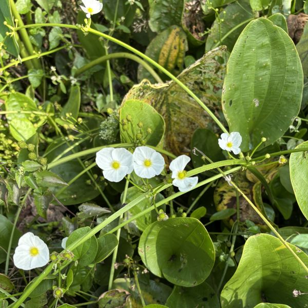 Echinodorus cordifoliu | Spade-leaf sword - Aquatic tropical plants