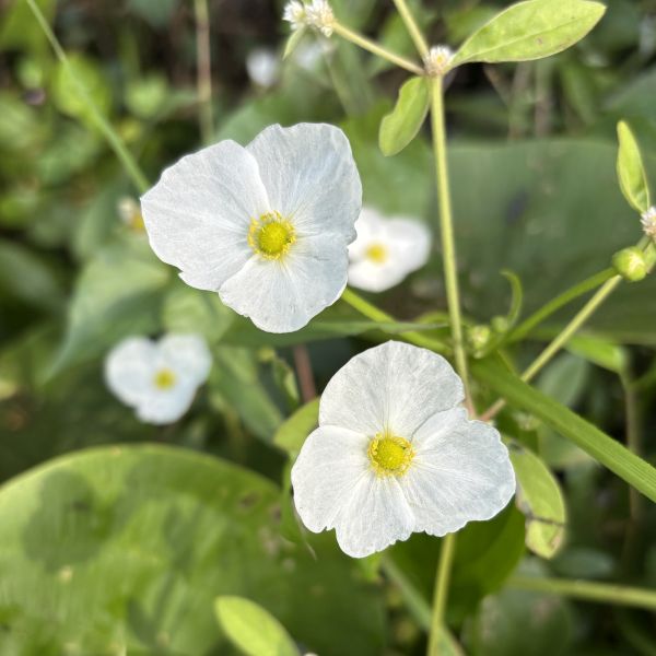 Echinodorus cordifoliu | Spade-leaf sword - Aquatic tropical plants