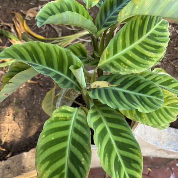 Calathea zebrina | Zebra plant - List of Leafy plants - GCI