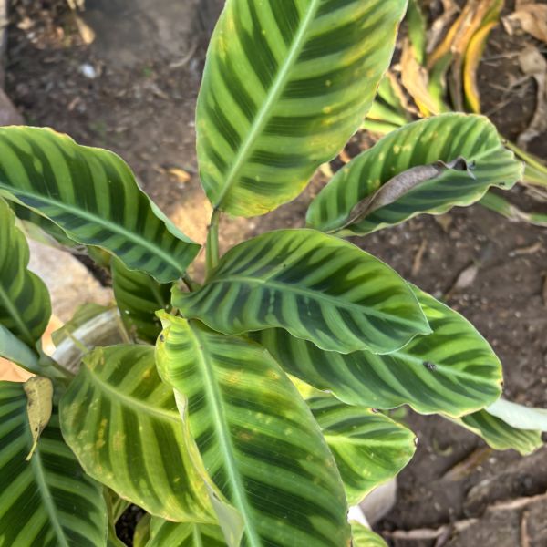 Calathea zebrina | Zebra plant - List of Leafy plants - GCI