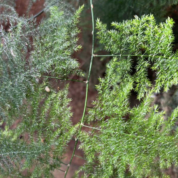 Asparagus setaceus | Asparagus fern - Indian garden plants