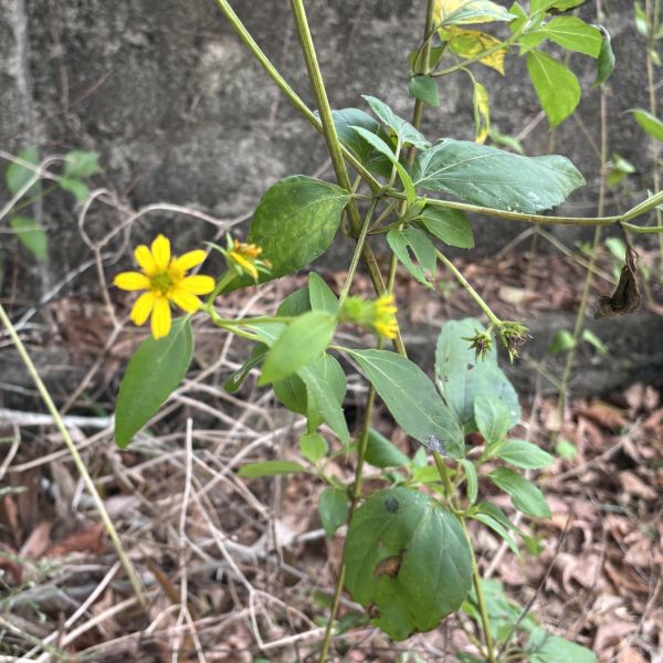 Wollastonia biflora | Sea daisy - Indian weeds | Coastal plants