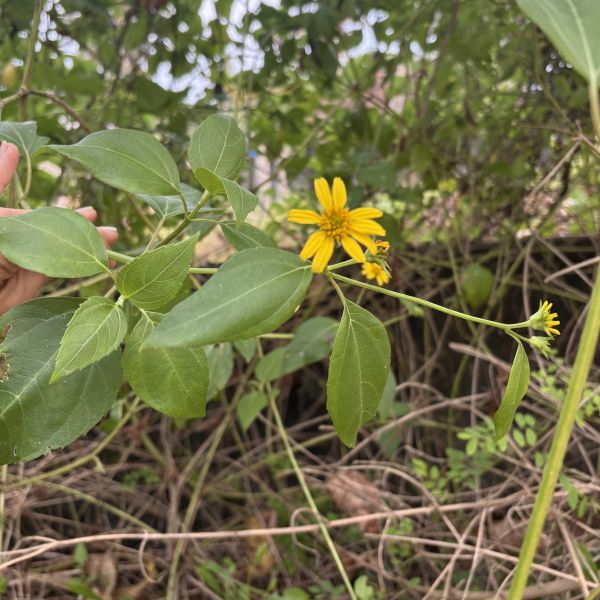 Wollastonia biflora | Sea daisy - Indian weeds | Coastal plants