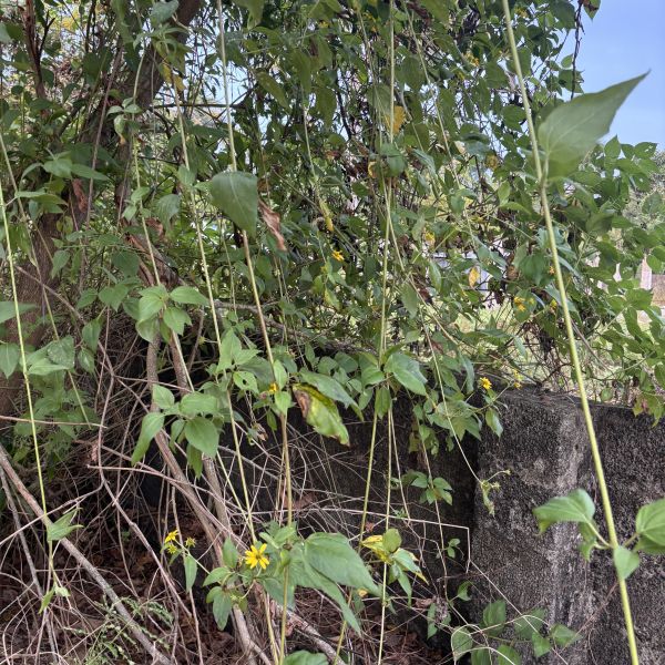 Wollastonia biflora | Sea daisy - Indian weeds | Coastal plants