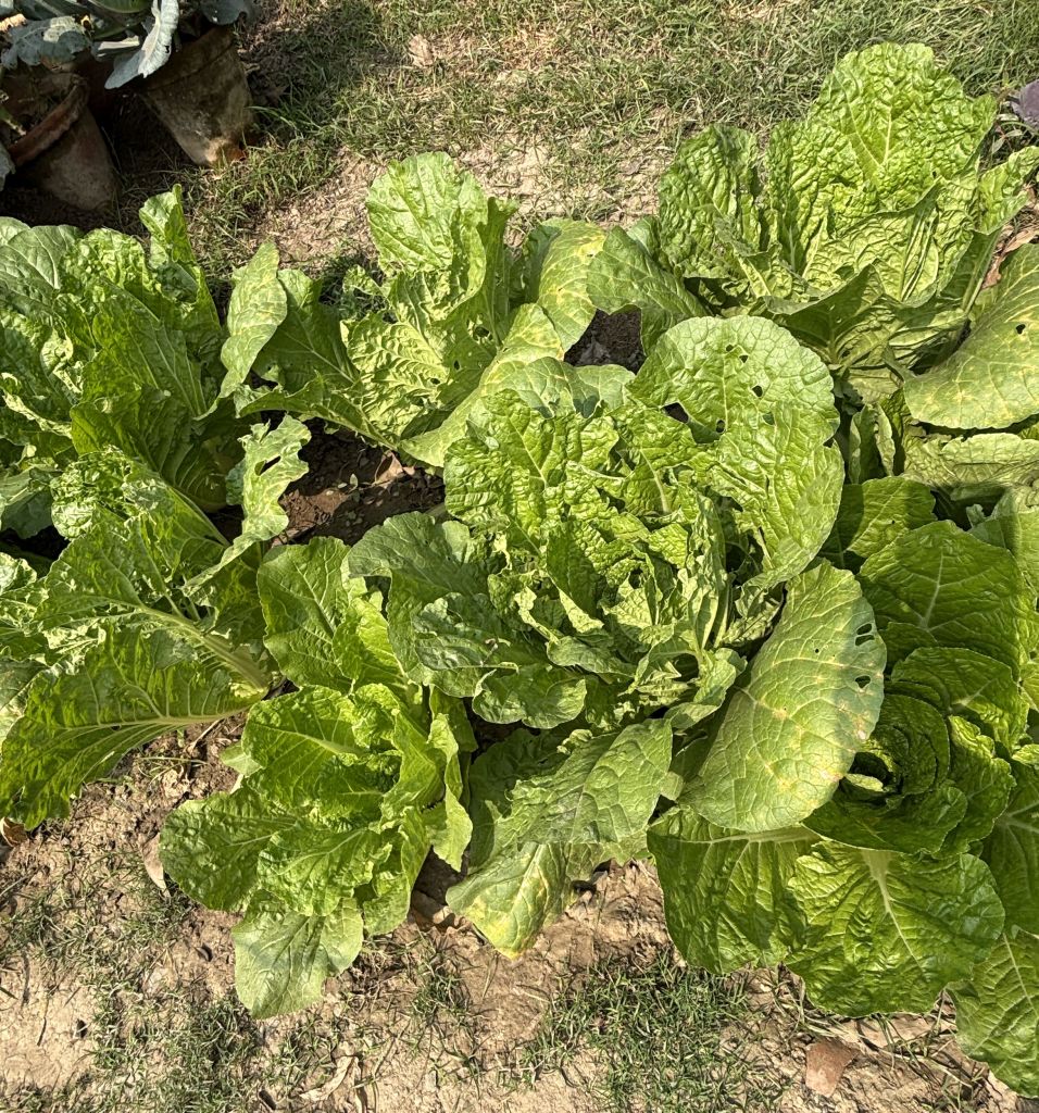 Brassica rapa subsp. pekinensis | Napa cabbage | Chinese cabbage