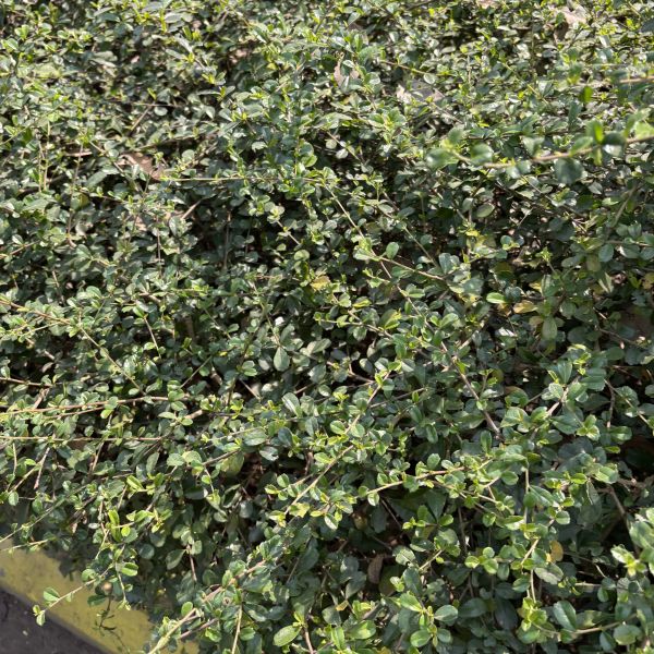 Ehretia microphylla | Fukien tea tree - Indian plants | Garden plants