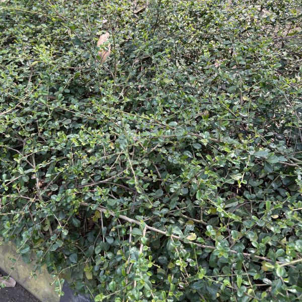 Ehretia microphylla | Fukien tea tree - Indian plants | Garden plants