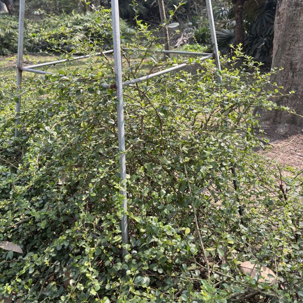 Ehretia microphylla | Fukien tea tree - Indian plants | Garden plants